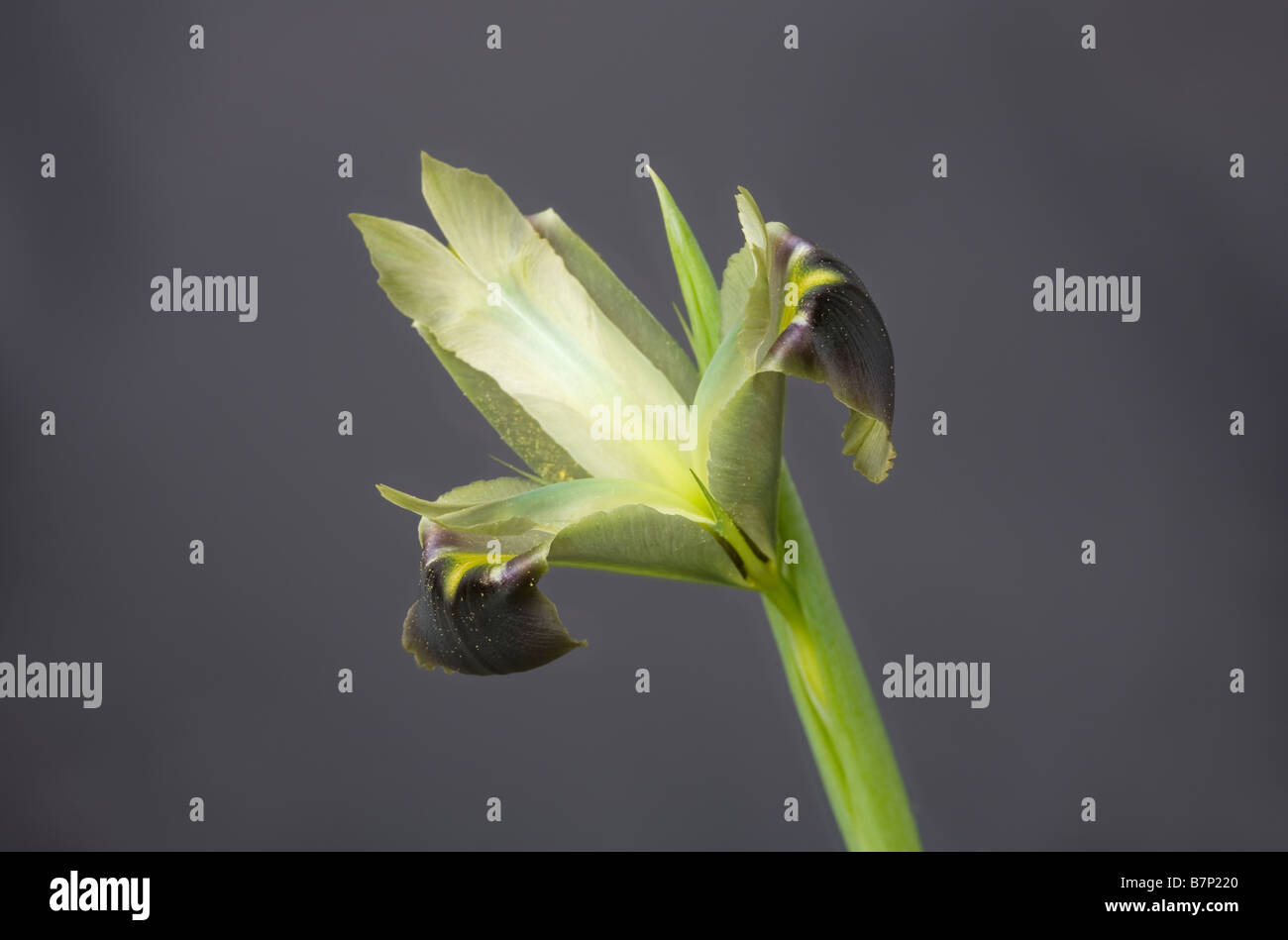 Snake s Head Widow Iris Hermodactylus tuberosus Peloponnese Greece ...