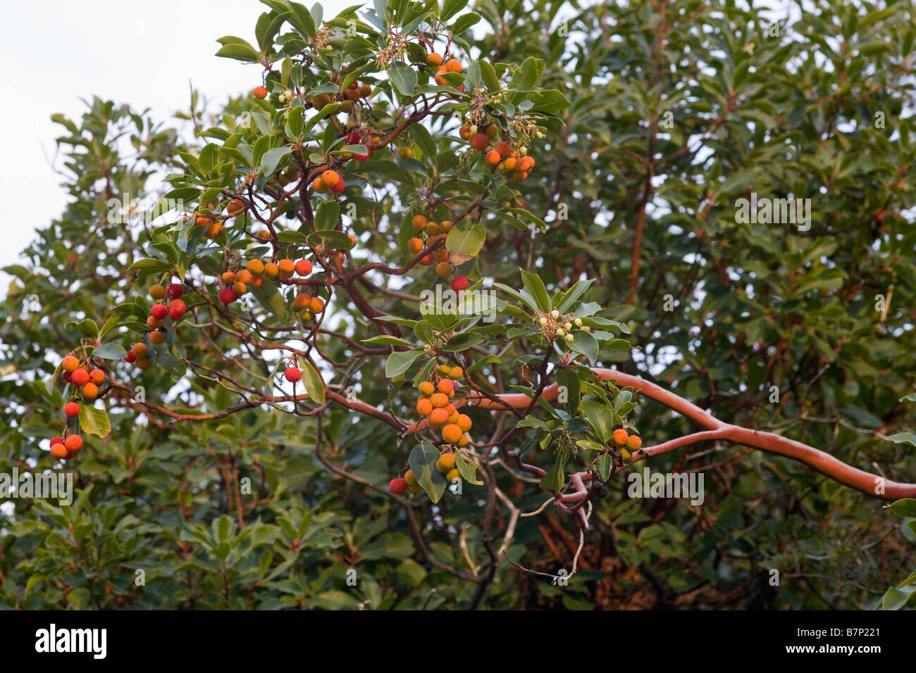 Branch of Strawberry Tree Arbutus unedo showing white flowers and red ...