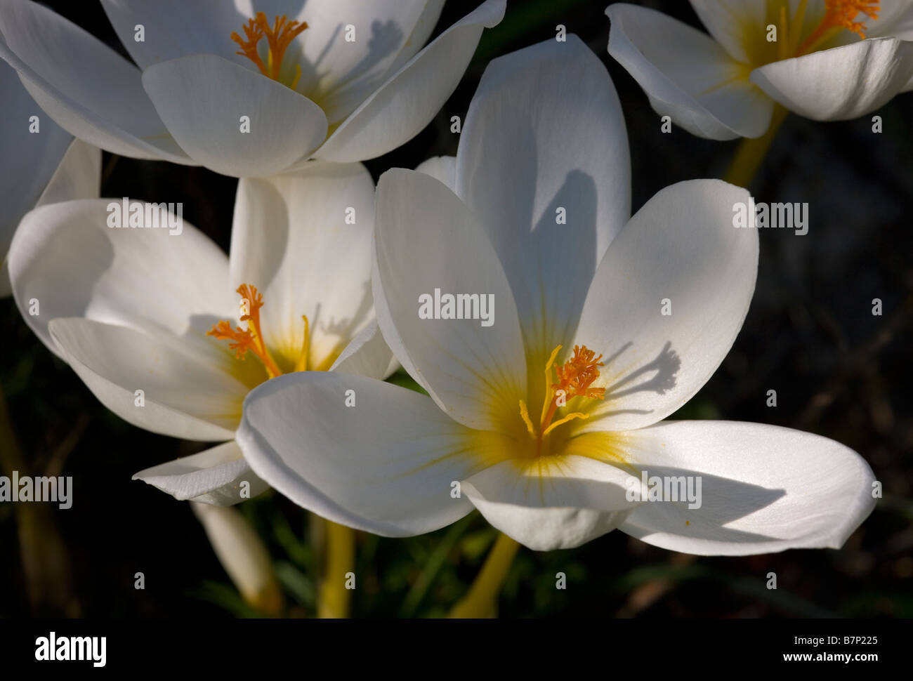 Autumn greece hi-res stock photography and images - Alamy