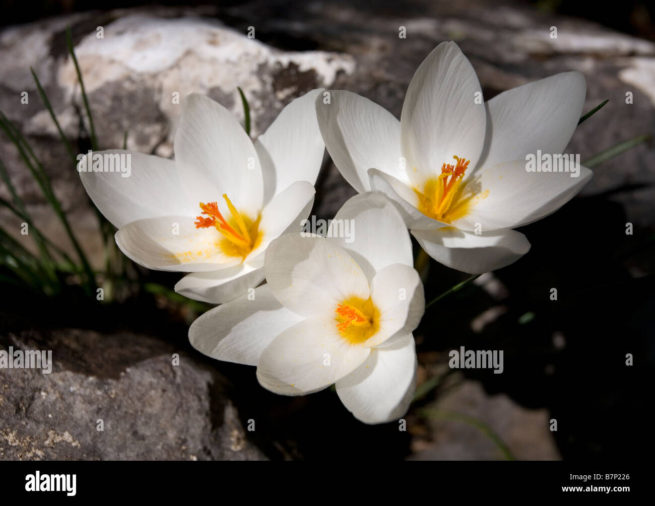 Autumn greece hi-res stock photography and images - Alamy