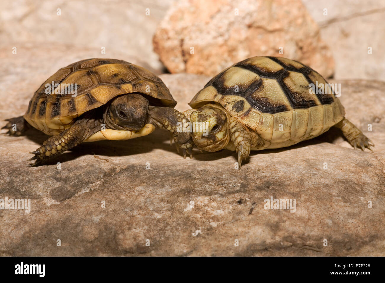 Juvenile Hermann s left Testudo hermanni and Marginated right Testudo ...