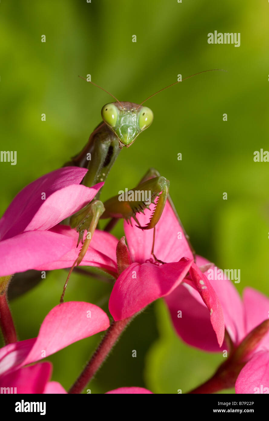 Greek Praying Mantis High Resolution Stock Photography and Images - Alamy
