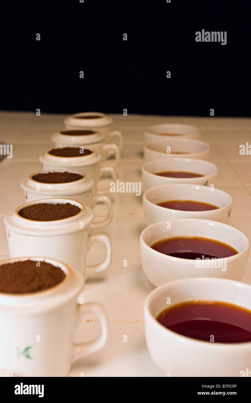 Tea Tasting at a Tea Factory. Limuru, Rift Valley Kenya Stock Photo - Alamy