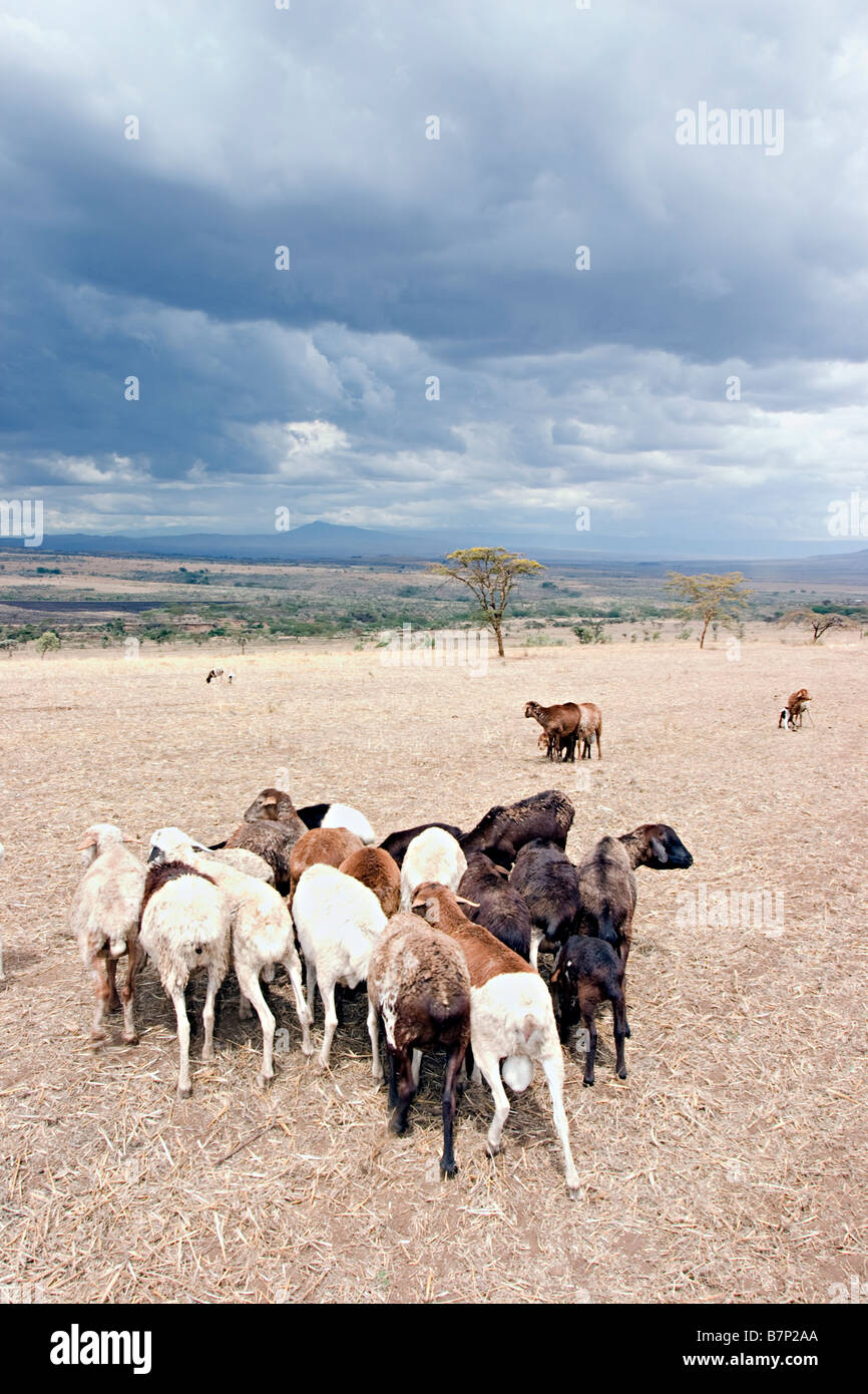 African sheep breed hi-res stock photography and images - Alamy