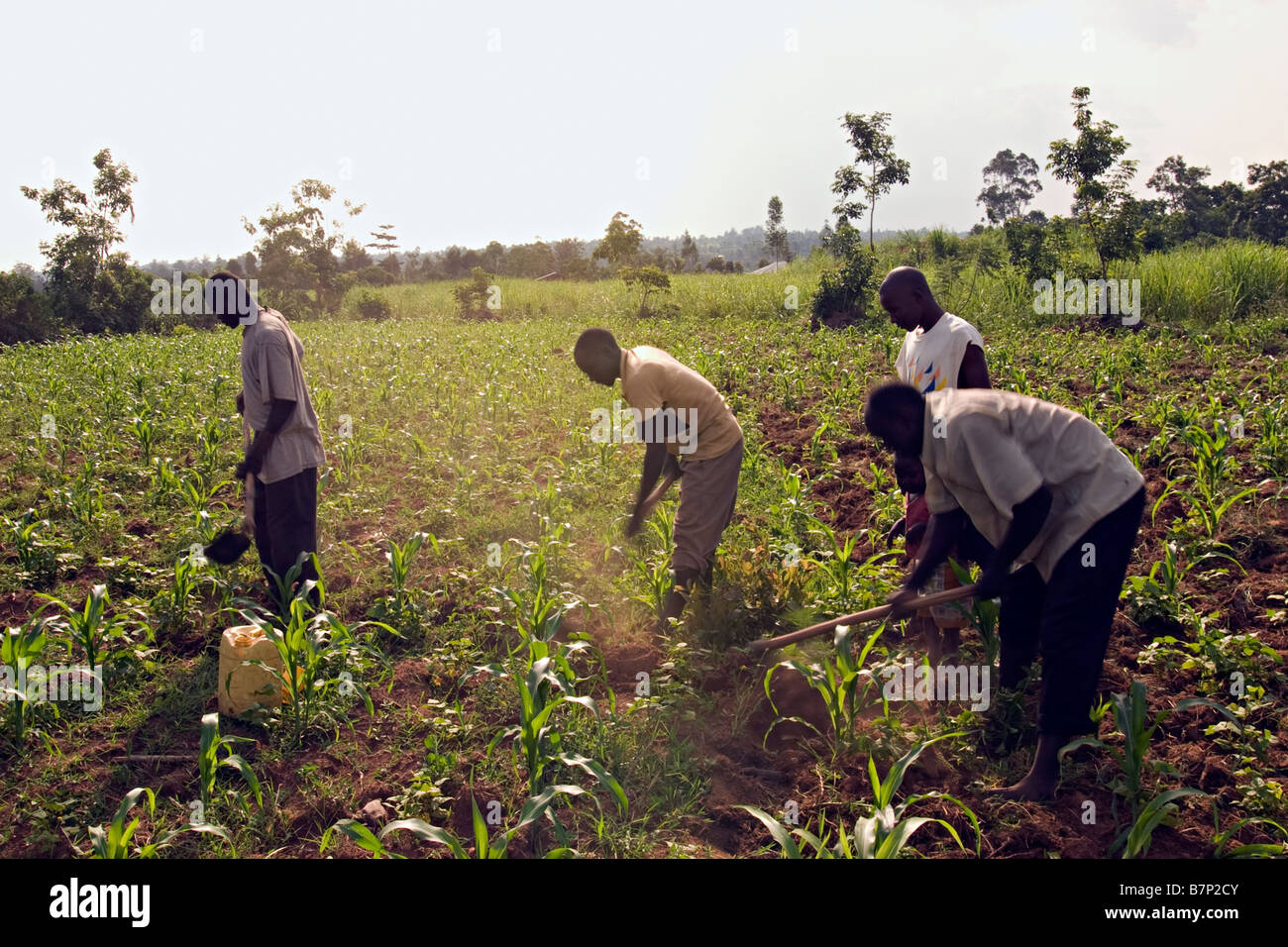 Farmers tilling their fields. Molo, Rift Valley Kenya Stock Photo - Alamy