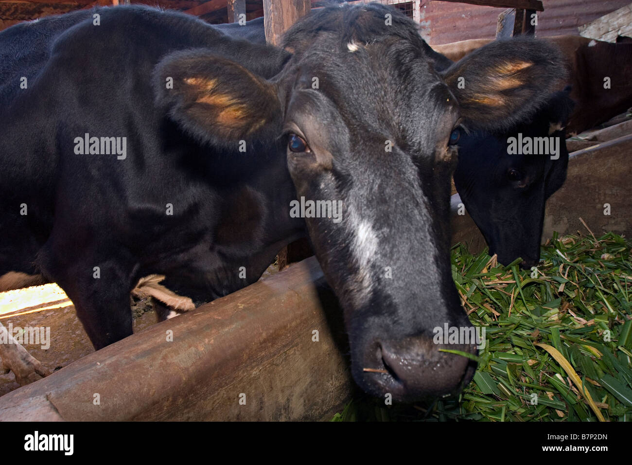 Cows being fed at a farm Mumias Western Kenya Stock Photo - Alamy