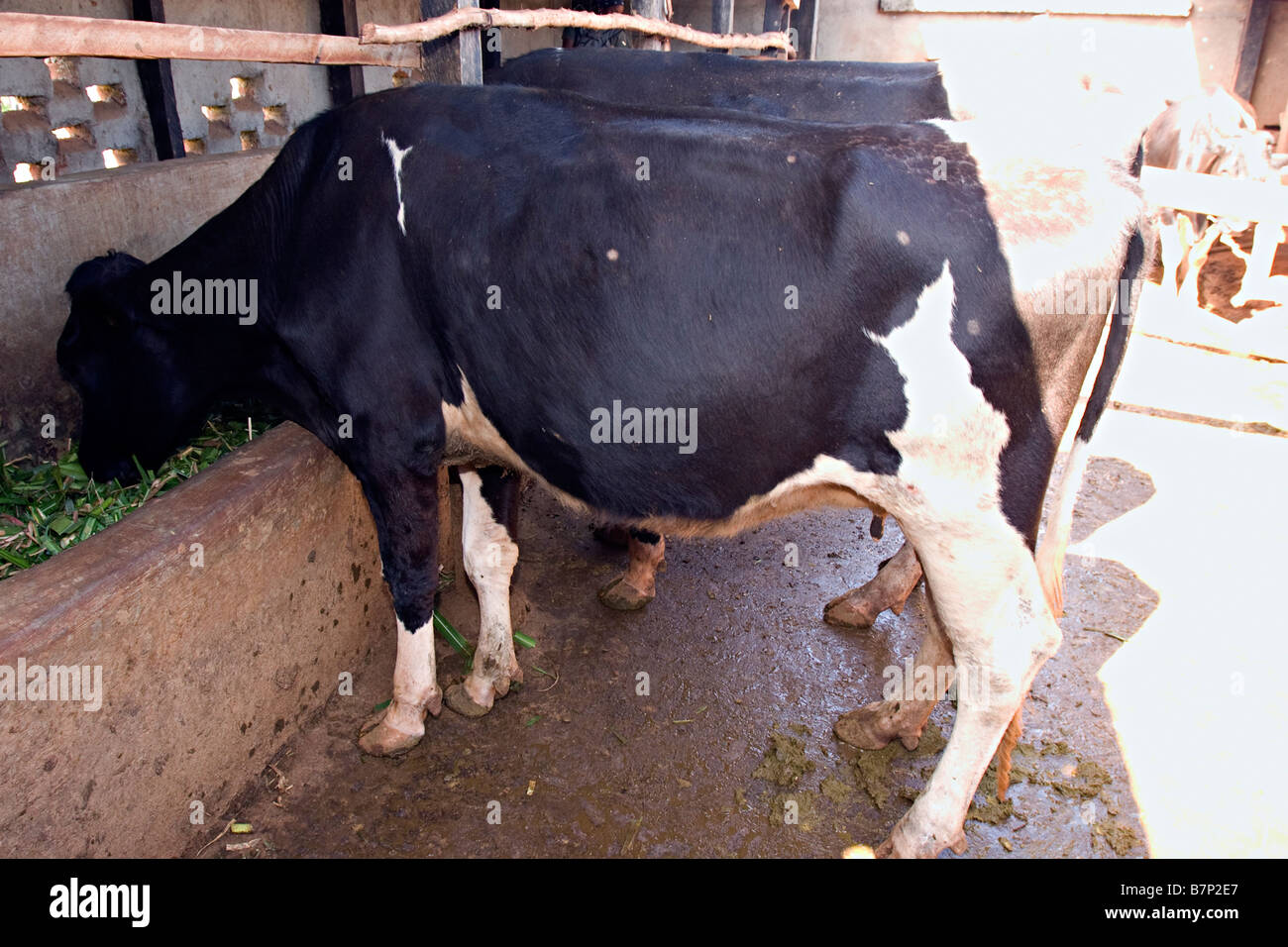 Cows being fed at a farm. Mumias, Western Kenya Stock Photo - Alamy