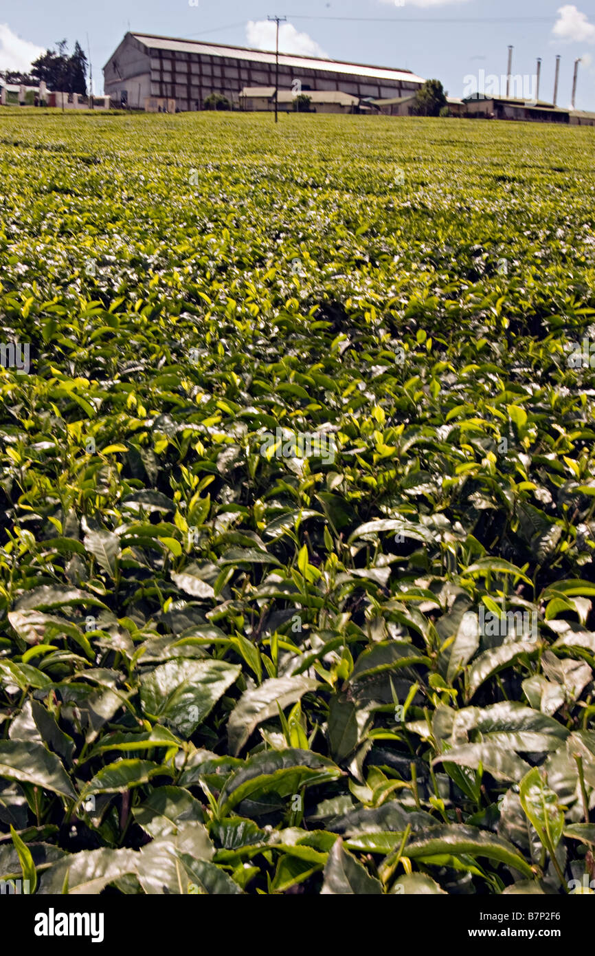 Limuru hi-res stock photography and images - Alamy