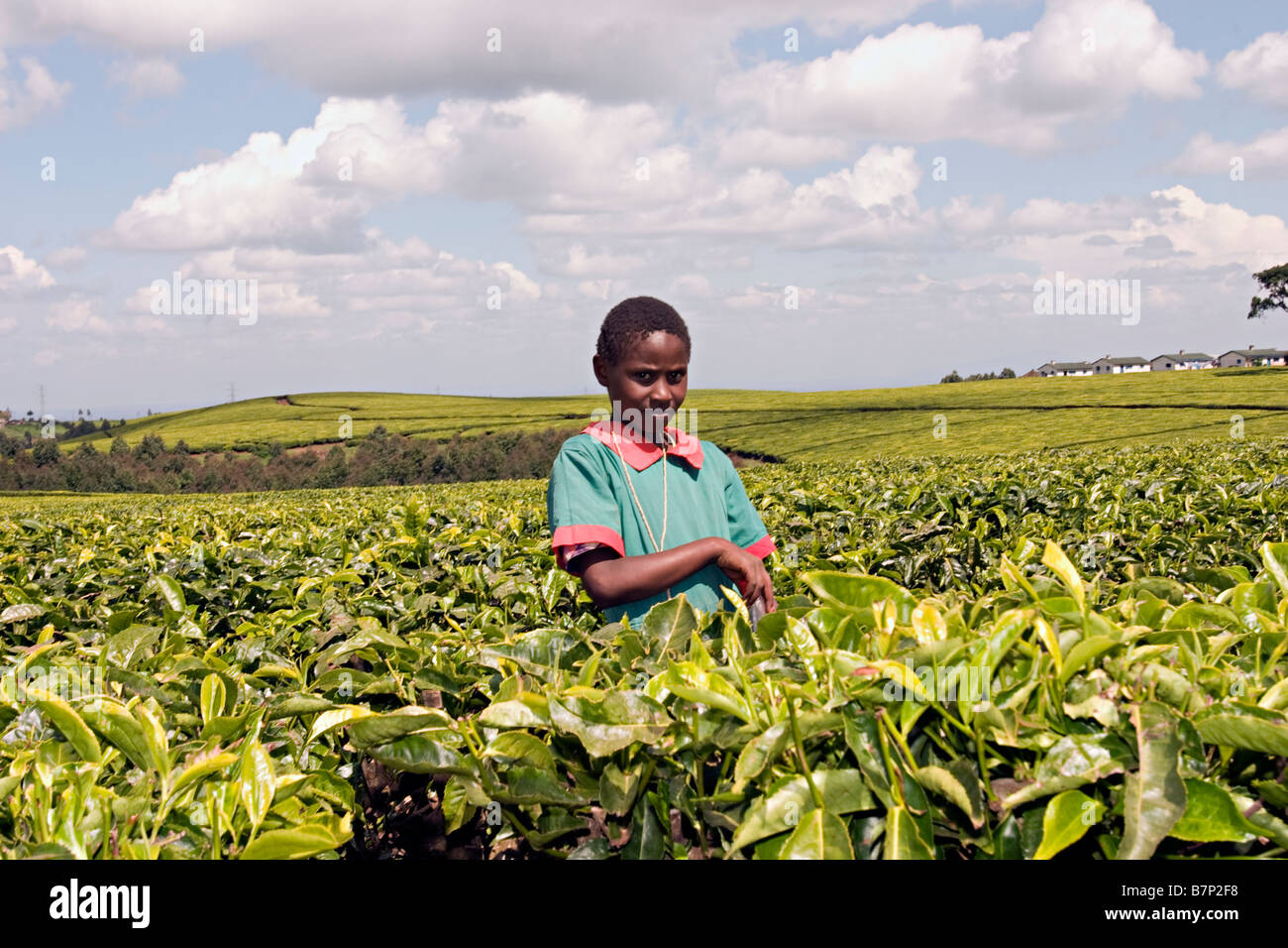 A child on a tea plantation Limuru, Rift Valley, Kenya Stock Photo - Alamy