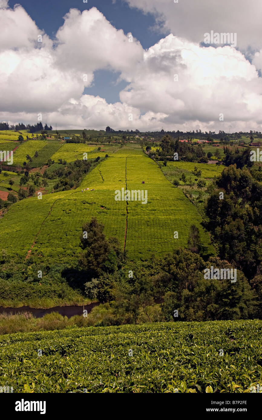 Tea plantation. Limuru, Kenya Stock Photo - Alamy