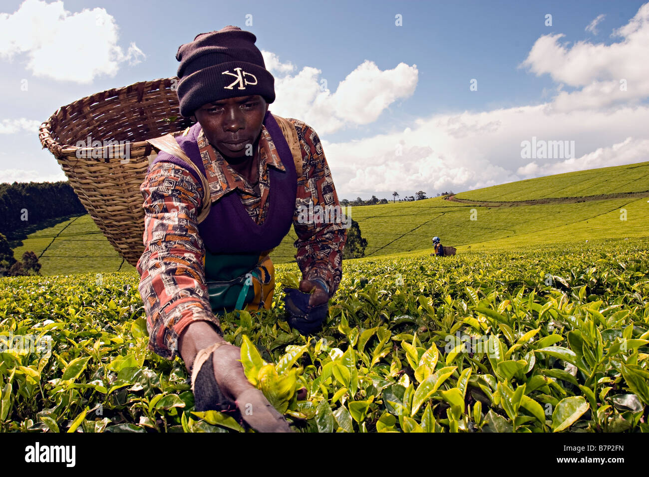 Tea picker on a tea plantation. Limuru, Rift Valley, Kenya Stock Photo ...