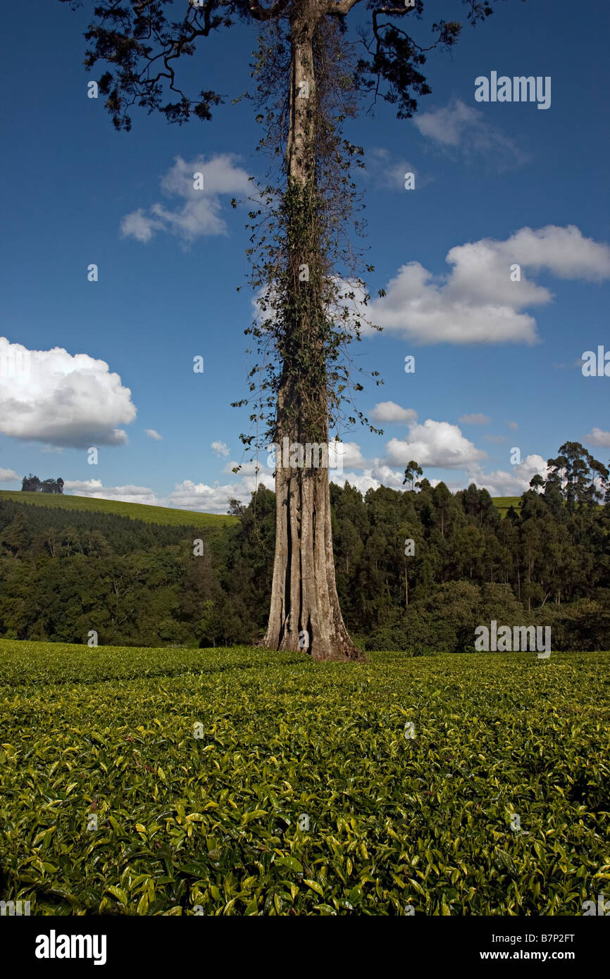 Limuru hi-res stock photography and images - Alamy