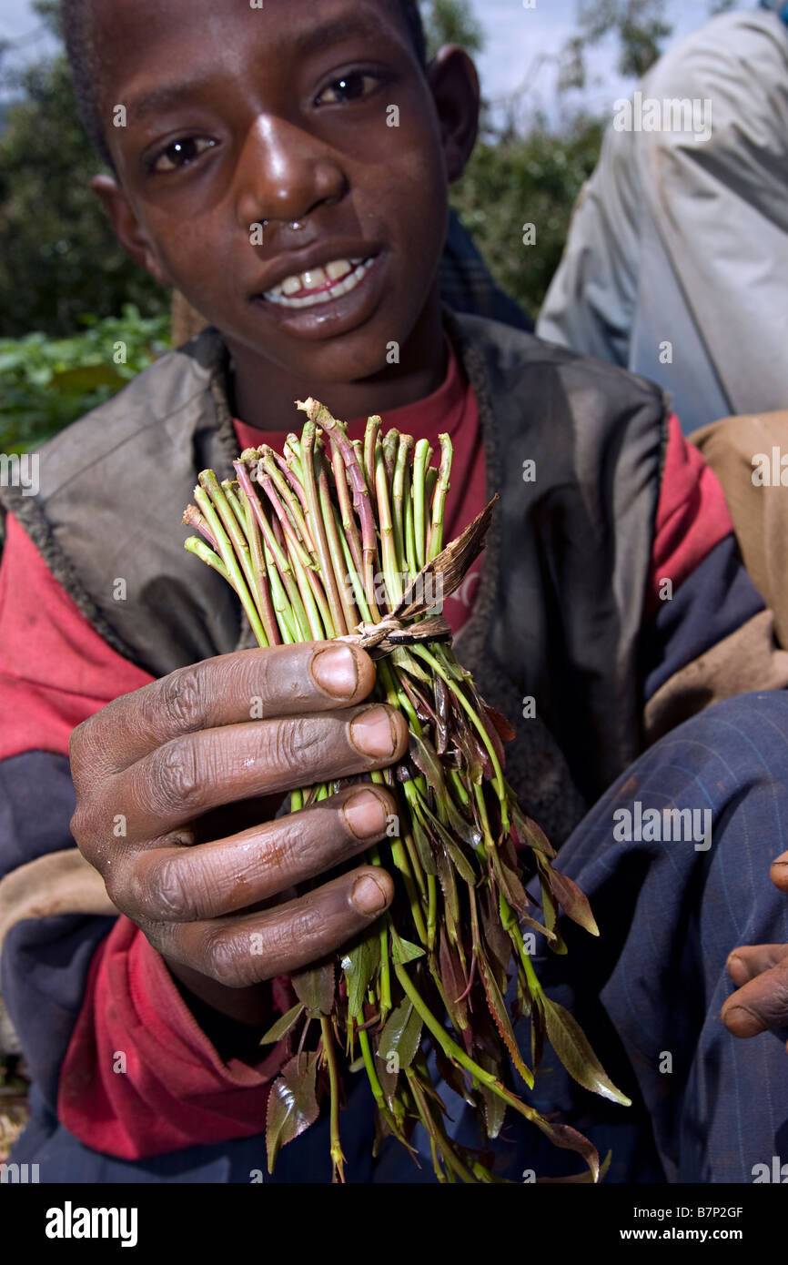Khat kenya hi-res stock photography and images - Alamy