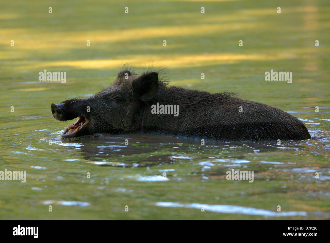 Wild Boar (Sus scrofa) in water Stock Photo - Alamy