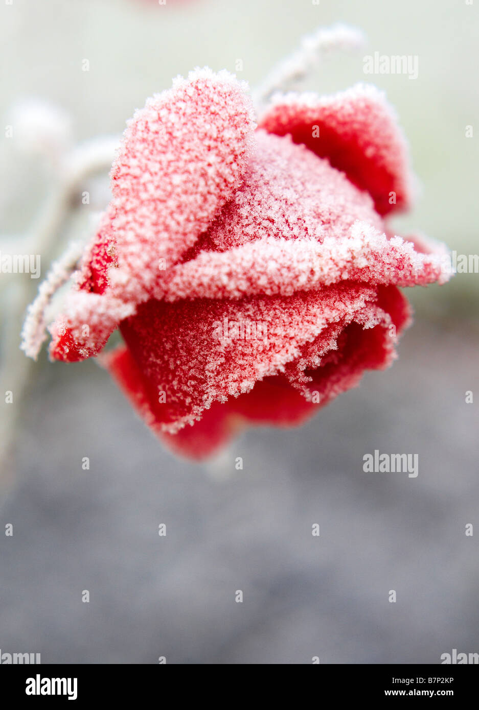 Frozen red rose Stock Photo - Alamy