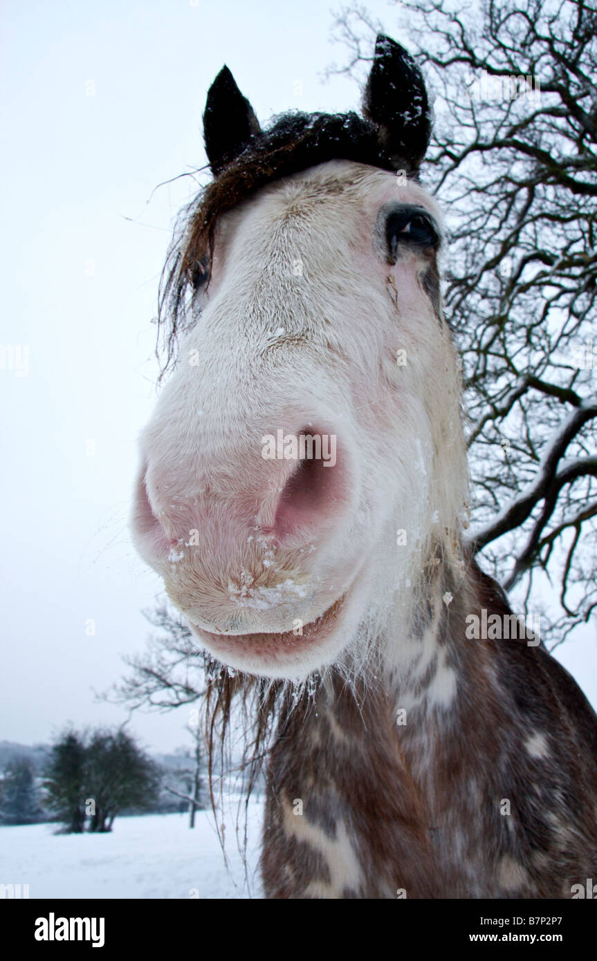 Happy pony hi-res stock photography and images - Alamy