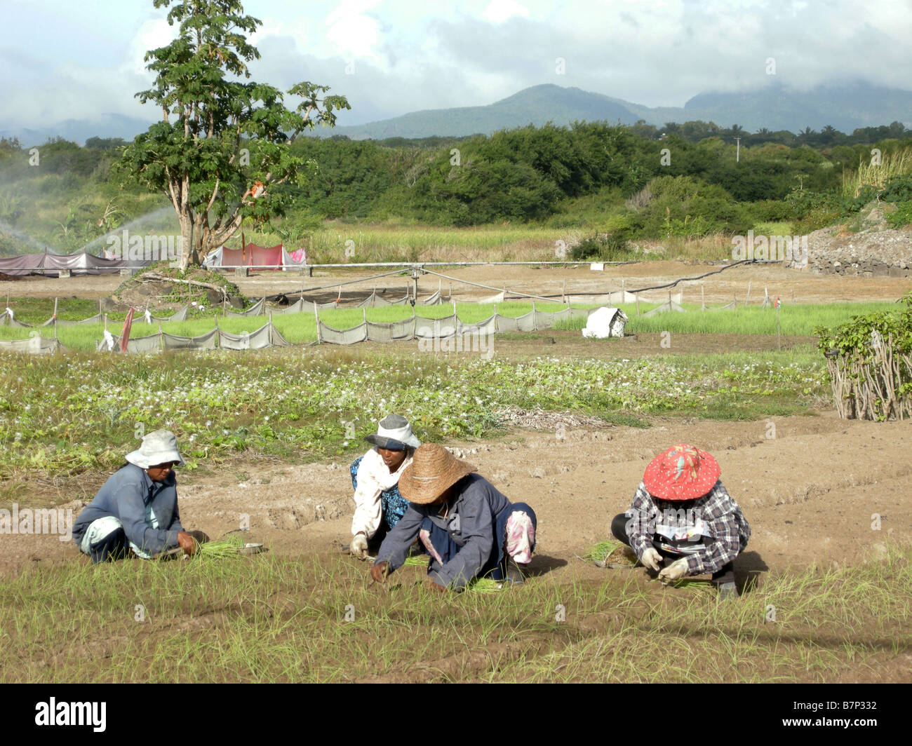 Women planting crops in a field on the Island of Mauritius Stock Photo ...