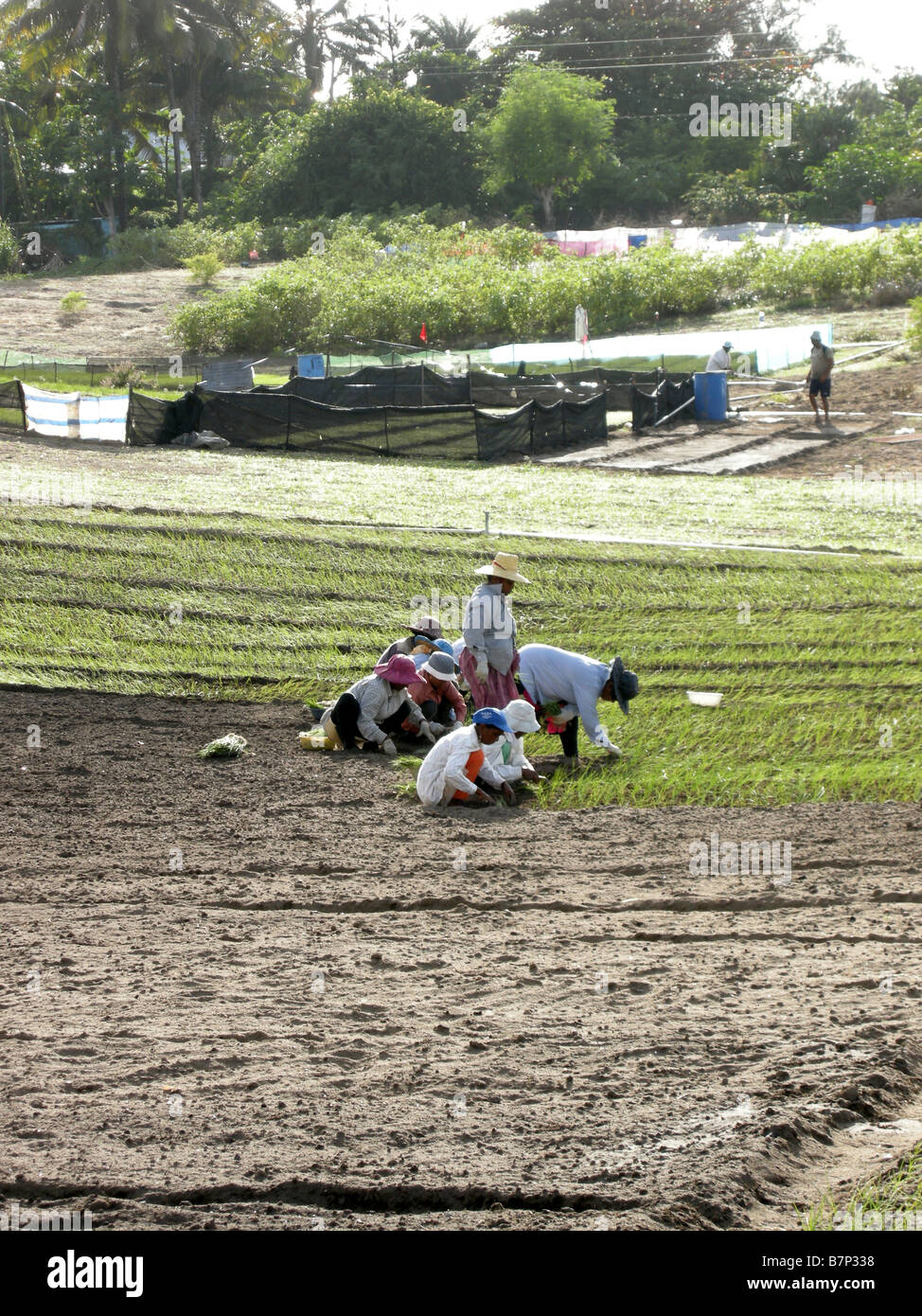 Mauritius farming hi-res stock photography and images - Alamy