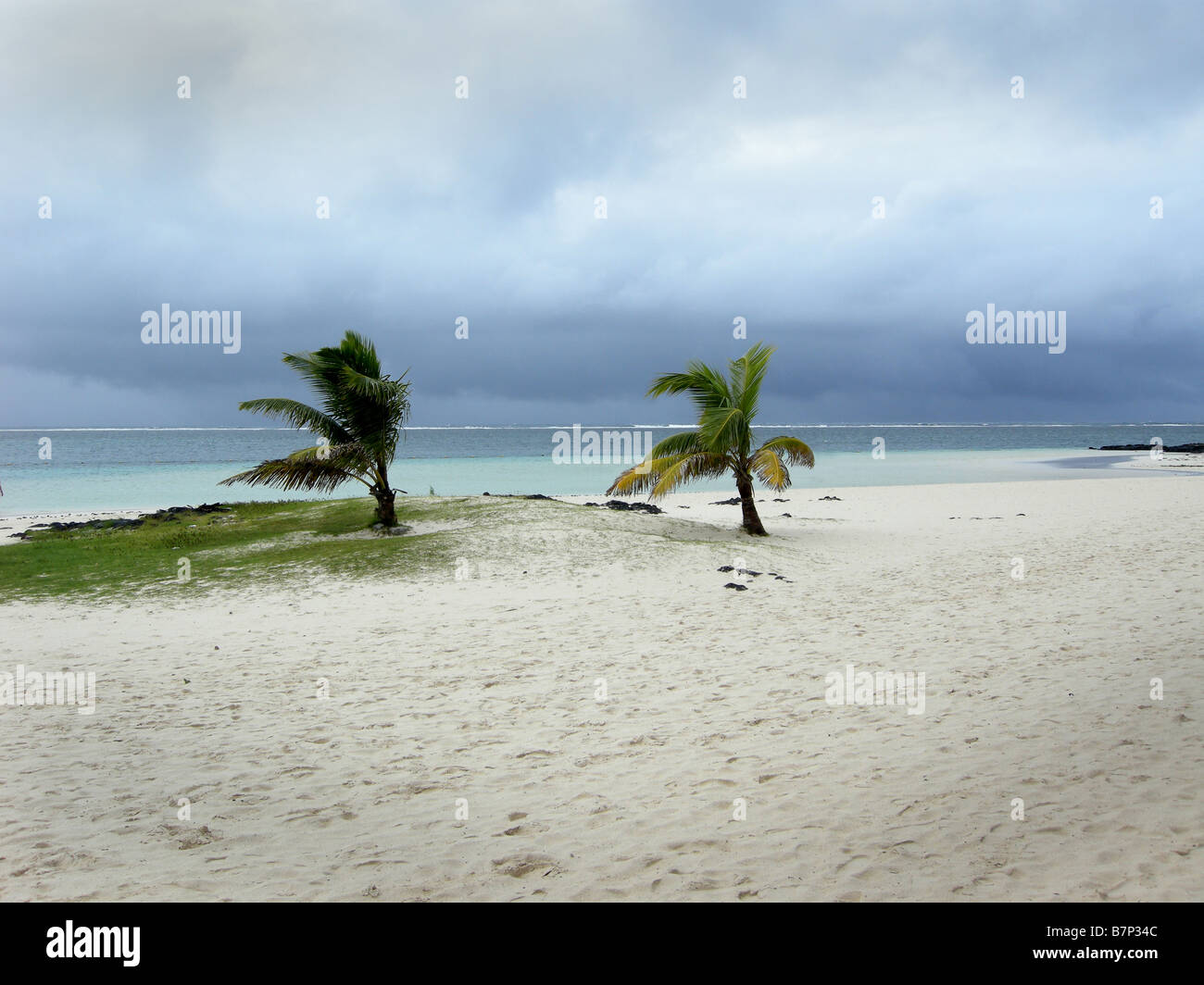 2 palm trees on the beach at Belle Mare Mauritius Stock Photo - Alamy
