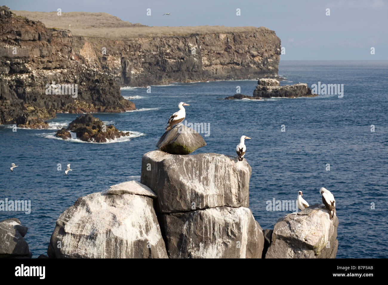 Ecuador Galapagos Espanola island, Punta Suarez coast, with Nazca ...