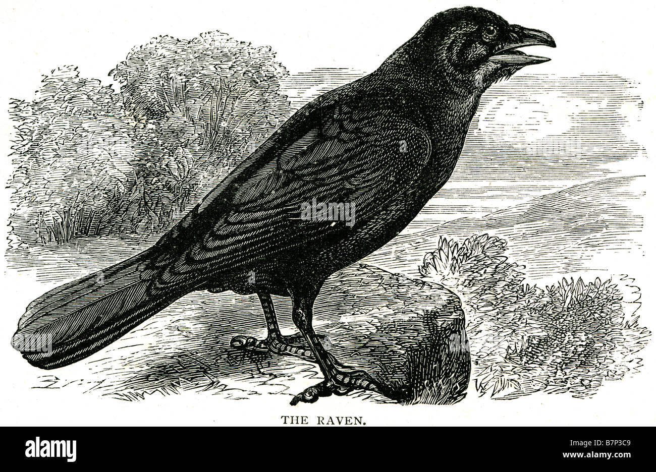 raven The Common Raven (Corvus corax), also known as the Northern Raven ...