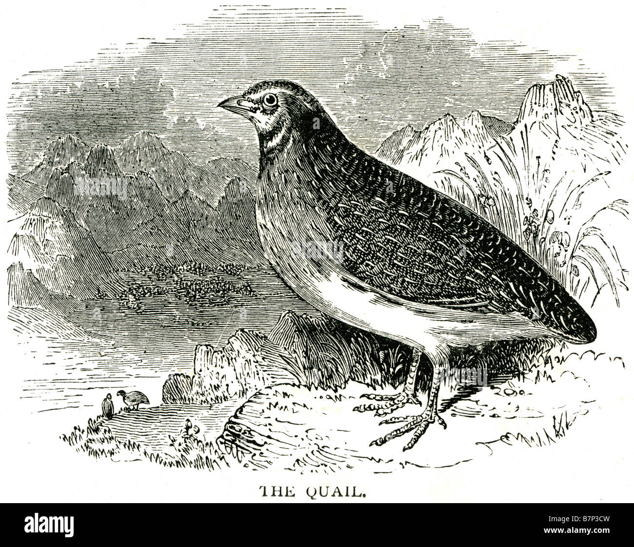 quail Quail is a collective name for several genera of mid-sized birds ...
