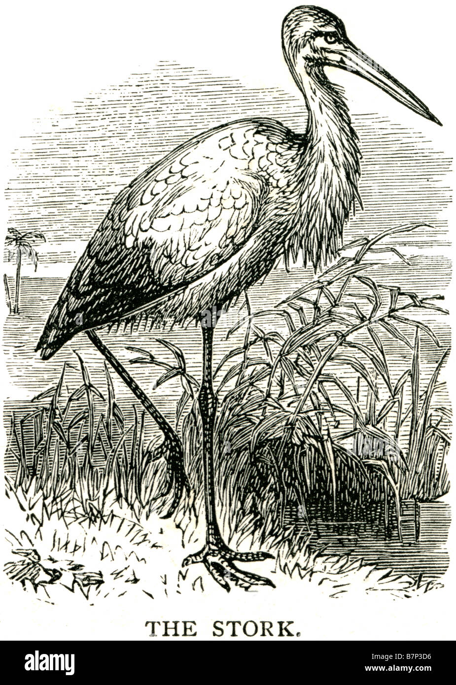 stork Traditionally, the order Ciconiiformes has included a variety of ...