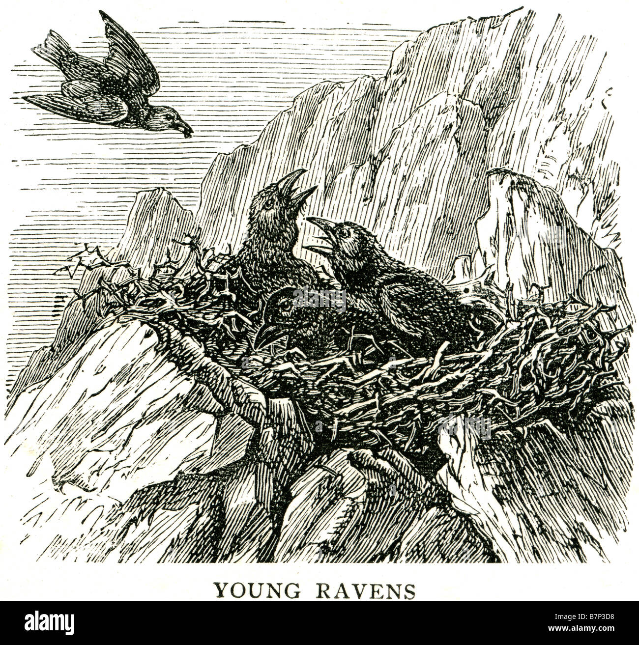 young ravens The Common Raven (Corvus corax), also known as the ...