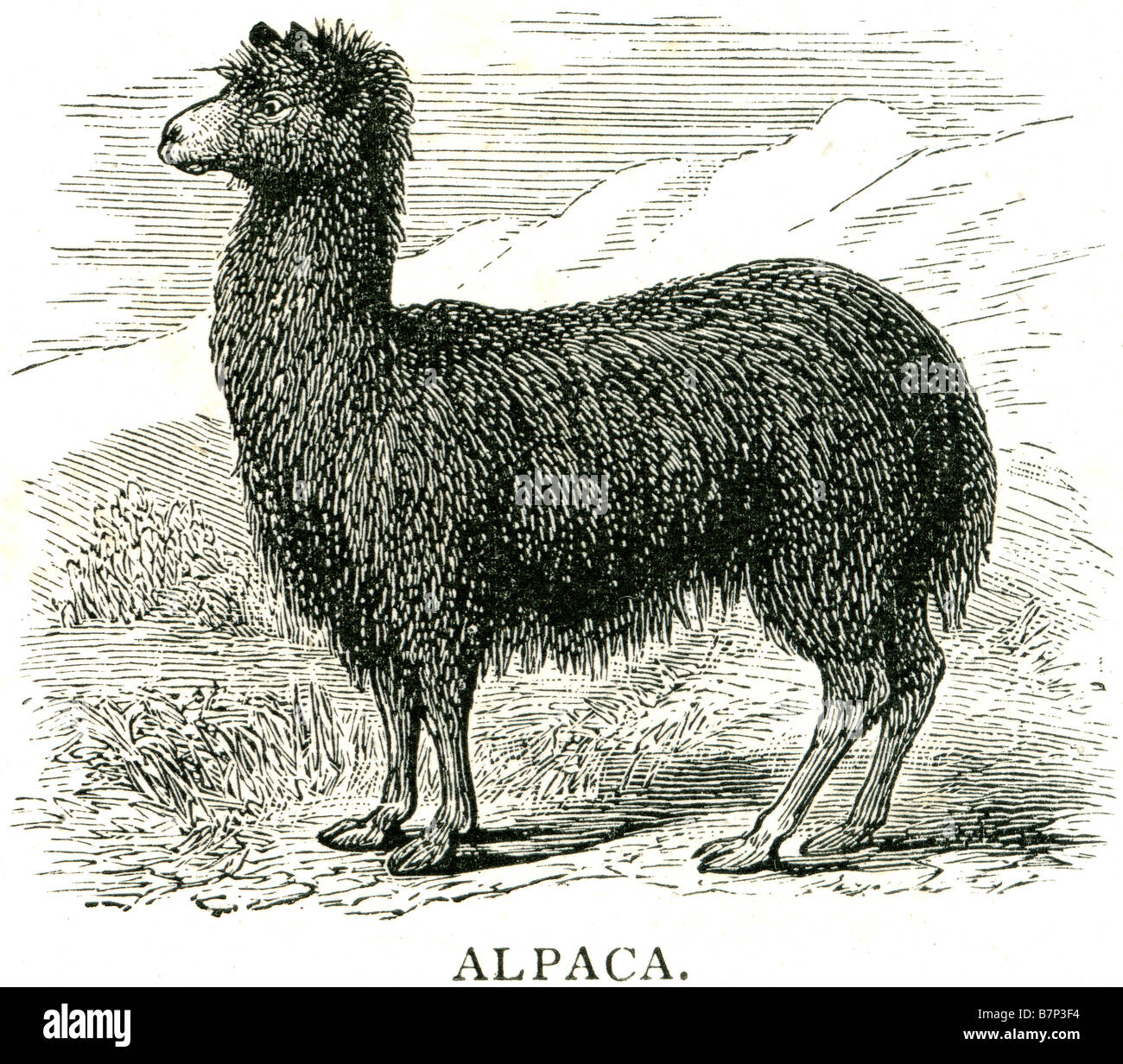 Species of south american camelid Cut Out Stock Images & Pictures - Alamy