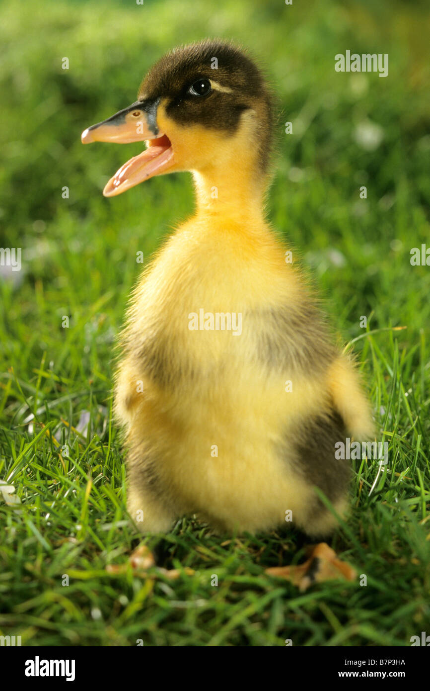 Domestic Duck (Anas platyrhynchos), duckling on grass Stock Photo - Alamy
