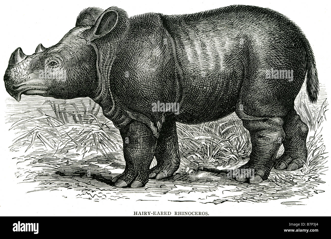Hairy rhinoceros hi-res stock photography and images - Alamy