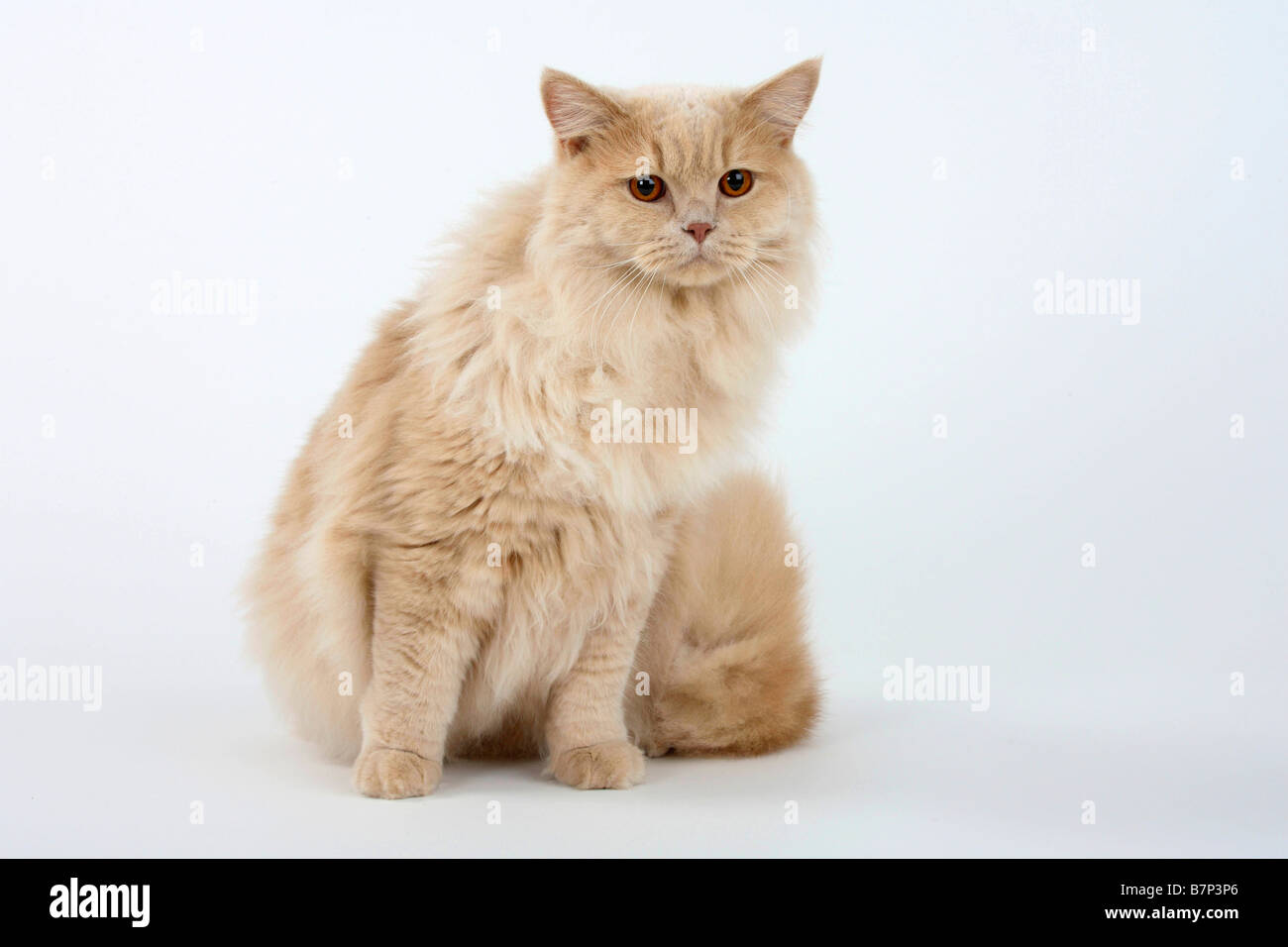 British Longhair Cat tomcat cream Highlander Lowlander Britanica Stock ...