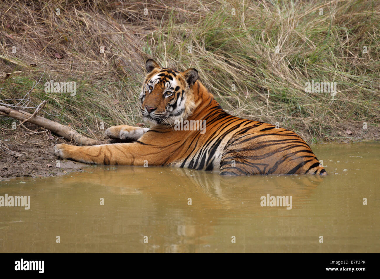 Reflection of a tiger in water hi-res stock photography and images - Alamy