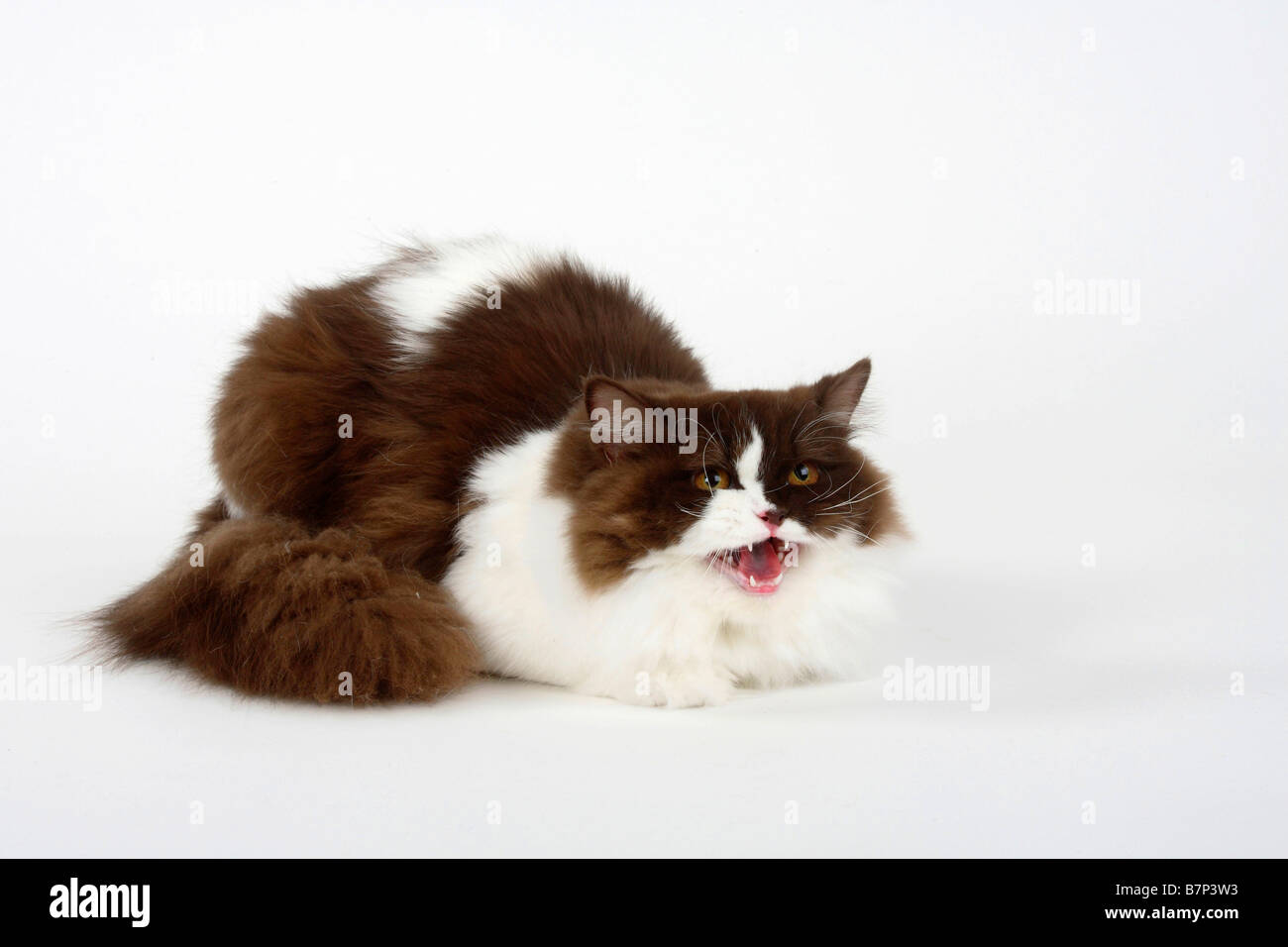 British Longhair Cat chcolate white Highlander Lowlander Britanica ...