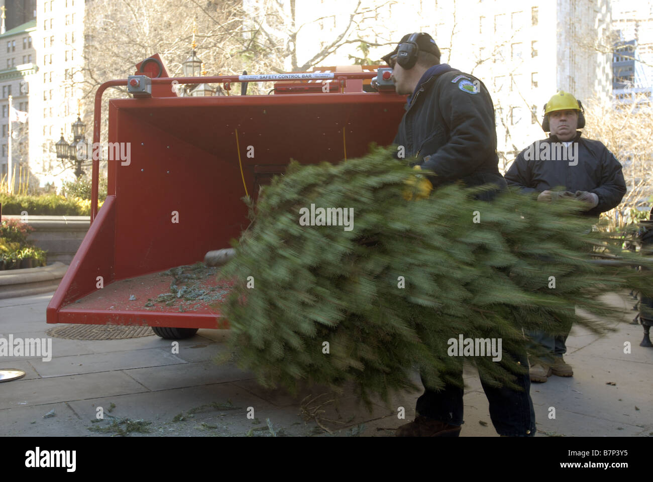 Workers throw discarded Christmas trees into an industrial wood chipper ...