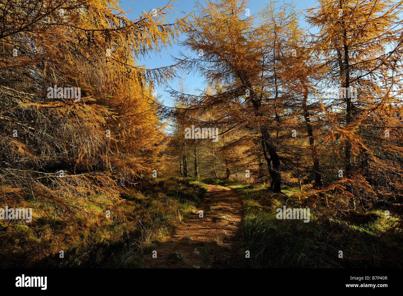Larch trees in autumn colours along the trail of the West Highland Way ...