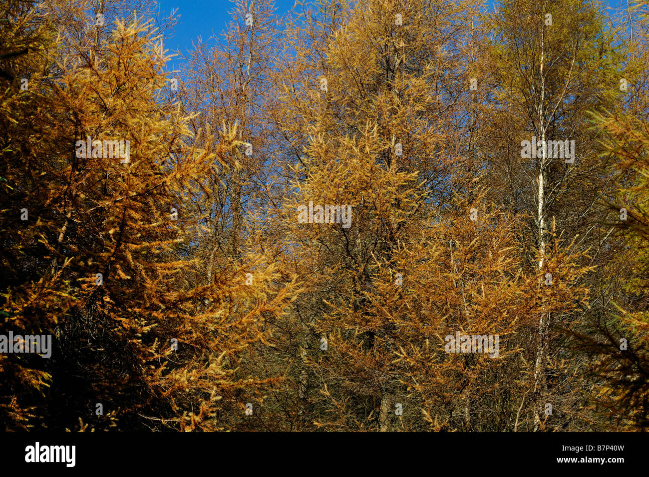 Scottish Highland Trees Stock Photos & Scottish Highland Trees Stock ...