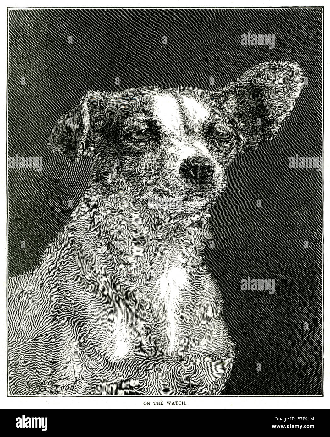 Canine reproduction hi-res stock photography and images - Alamy