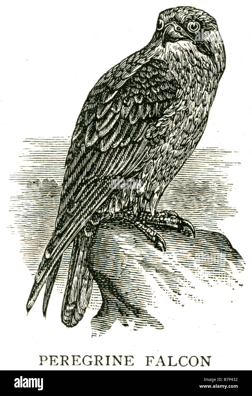 Peregrine Falcon Falco peregrinus Peregrine historically Duck Hawk ...