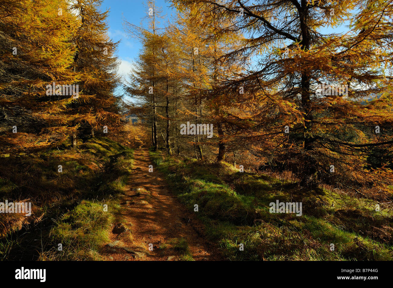 Larch trees in autumn colours along the trail of the West Highland Way ...