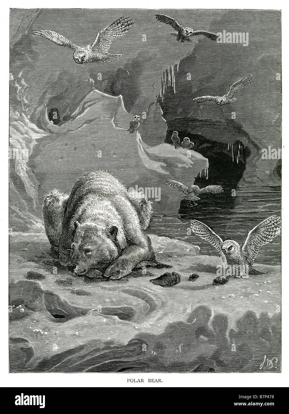 polar bear Ursus maritimus Arctic Ocean seas carnivore predator Kodiak ...