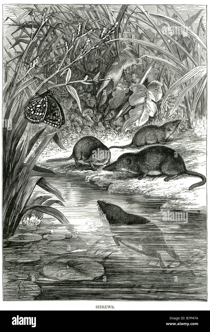 shrews shrew Suncus murinus Soricomorpha Soricidae Stock Photo - Alamy