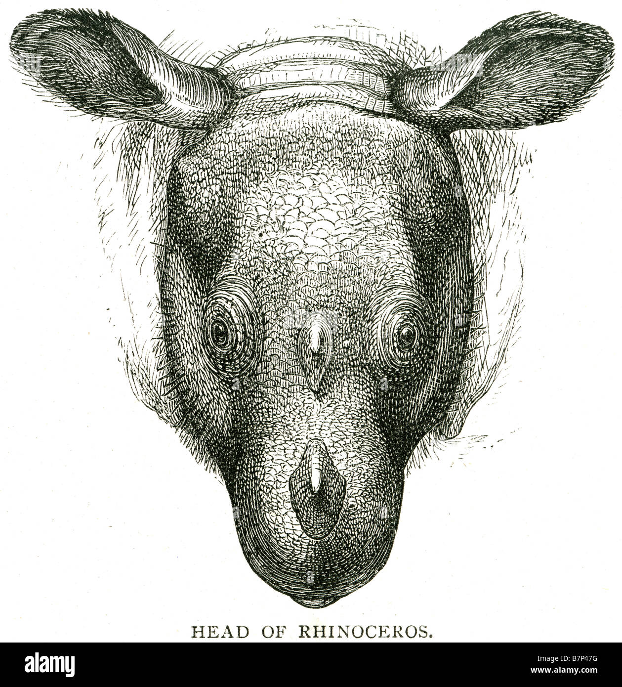 head rhinoceros rhino Rhinocerotidae Javan Sumatran Africa southern ...