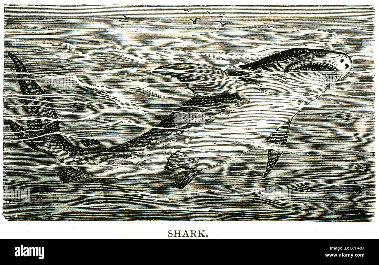 Shark superorder Selachimorpha fish cartilaginous skeleton streamlined body respire five to ...