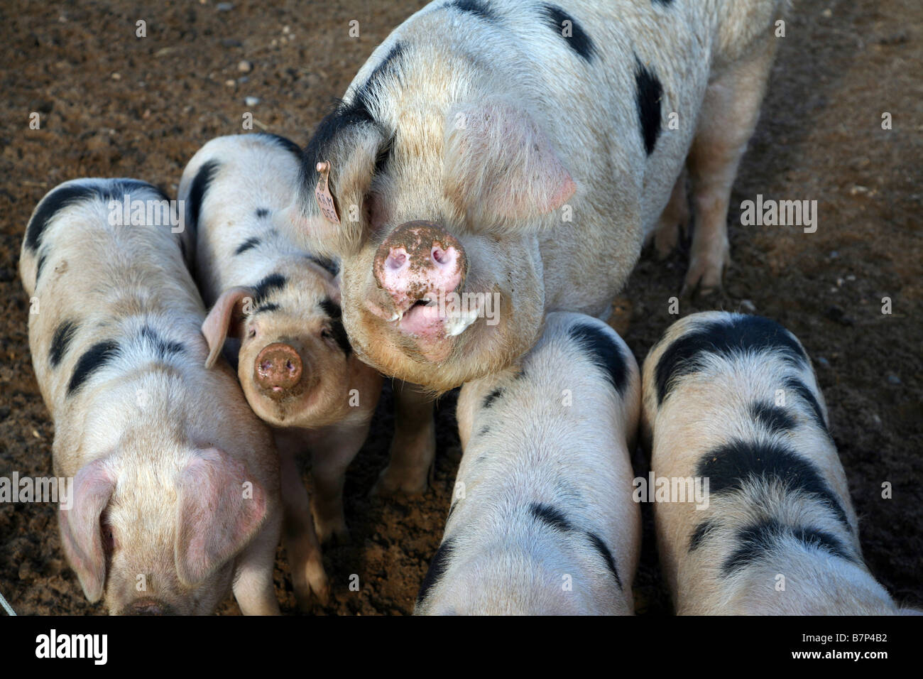 Free range pigs Stock Photo - Alamy