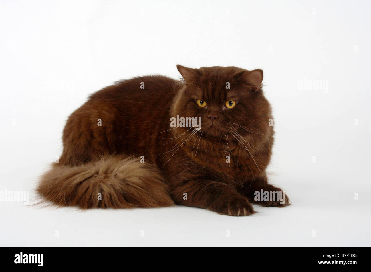 British Longhair Cat tomcat chocolate Highlander Lowlander Britanica ...