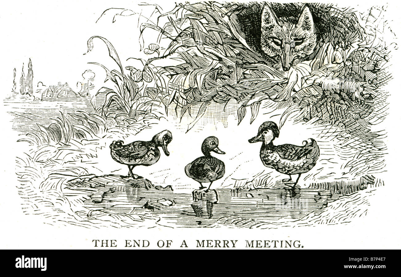 the end of a merry meeting fox duck predatot prey pond bush duckling ...
