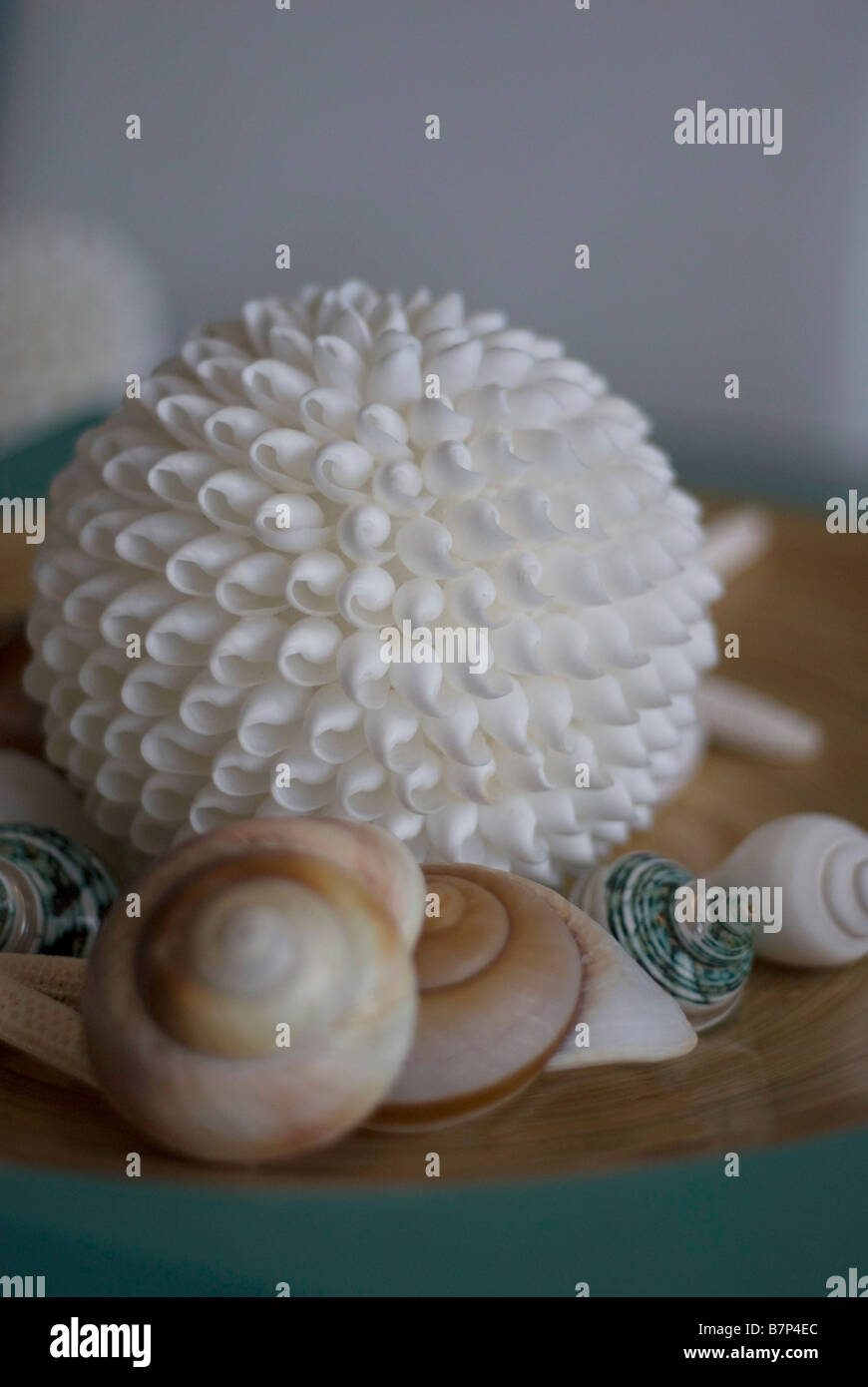 sea shell display Stock Photo - Alamy