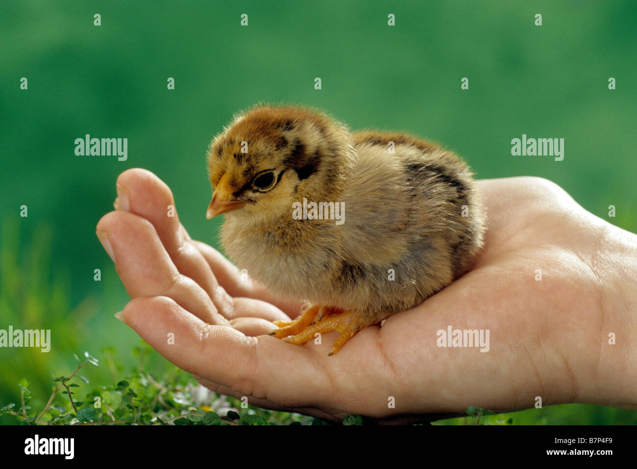 Domestic Chicken (Gallus gallus domesticus), chick on a human hand ...