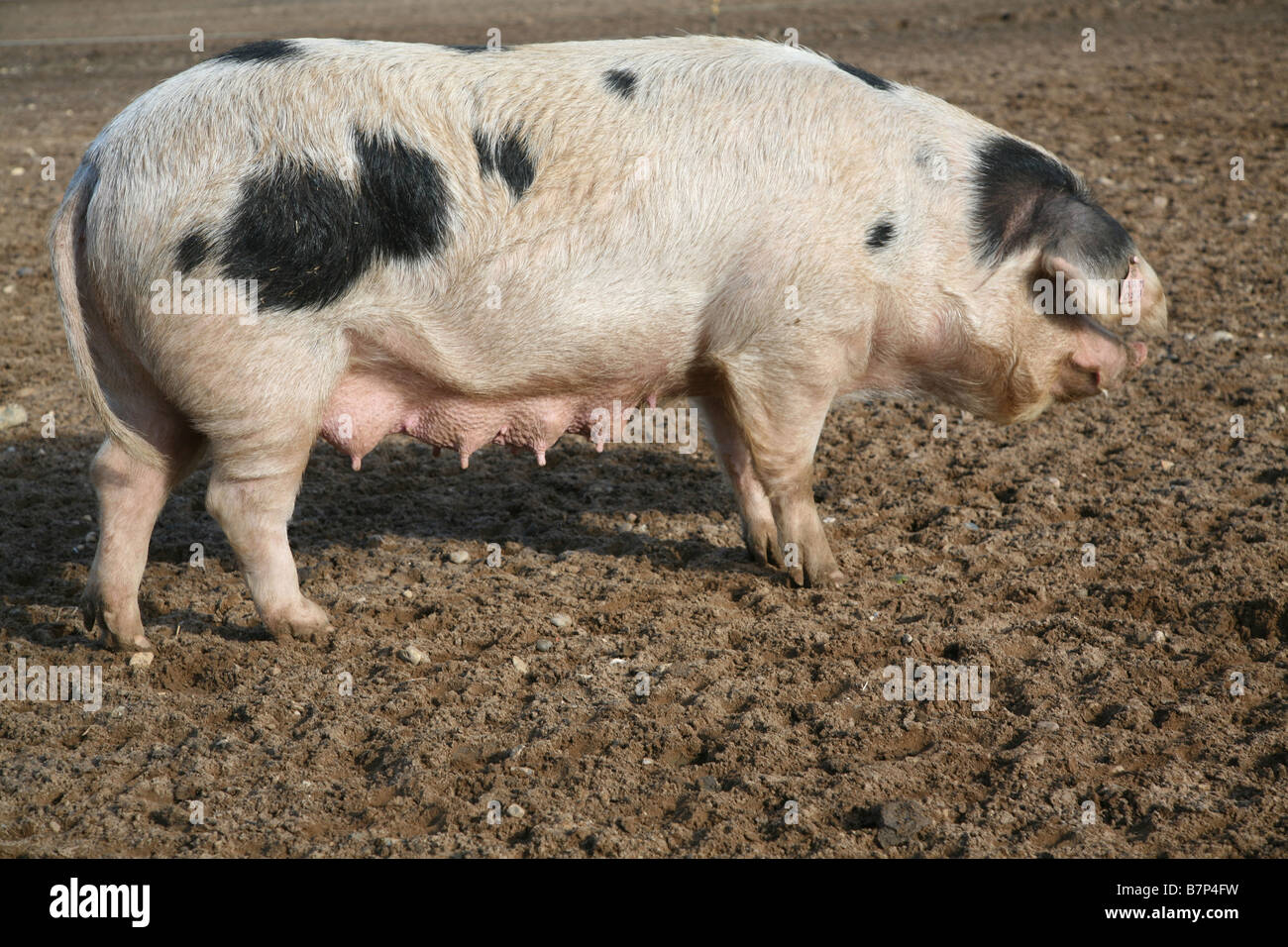 Free range pigs Stock Photo - Alamy